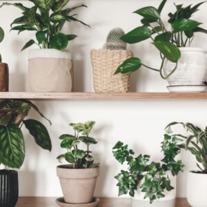 Plantas de interior que necesitan mucha luz - Cavitaciones